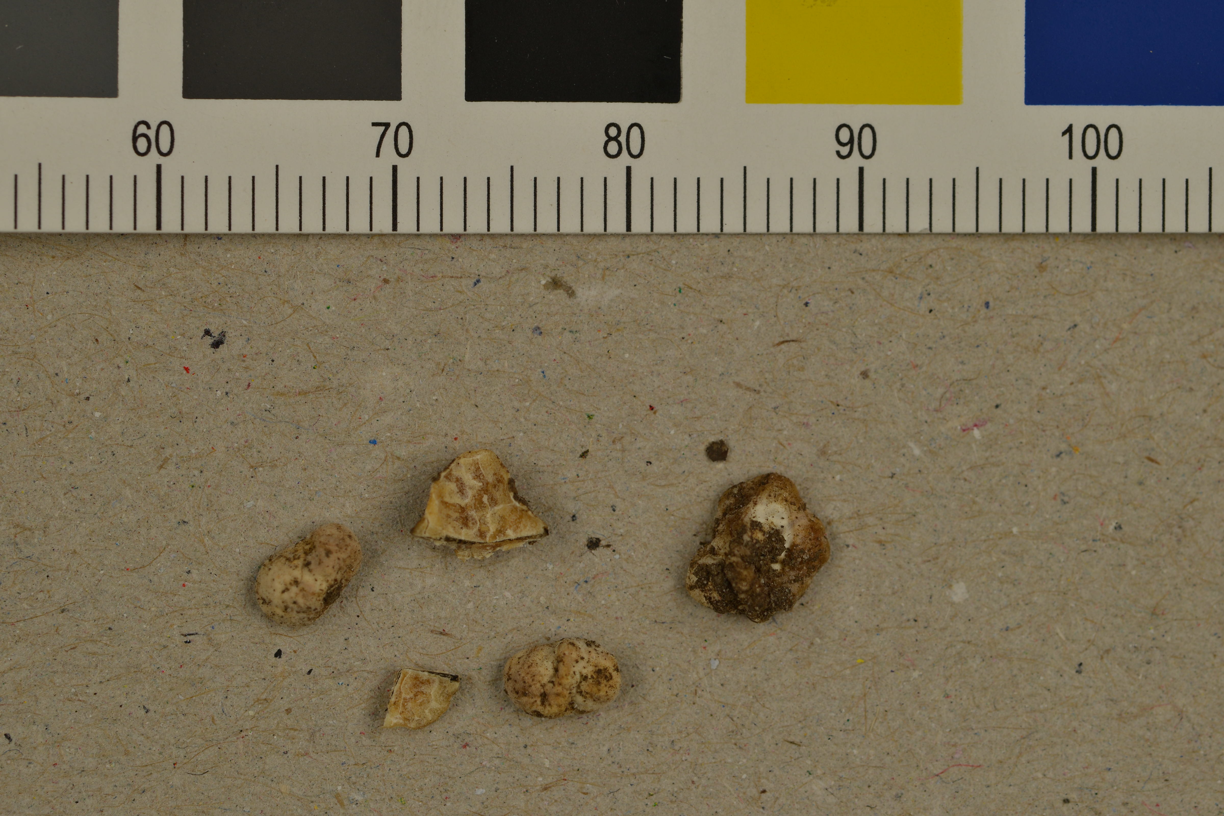 Tuber puberulum Berk. & Broome