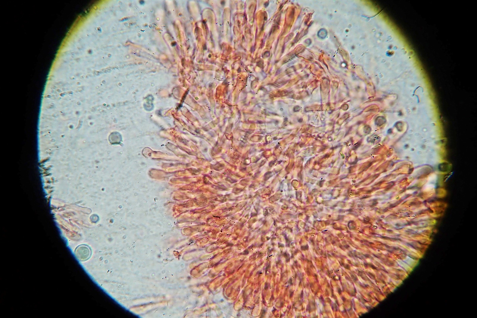 Athelia epiphylla Pers.